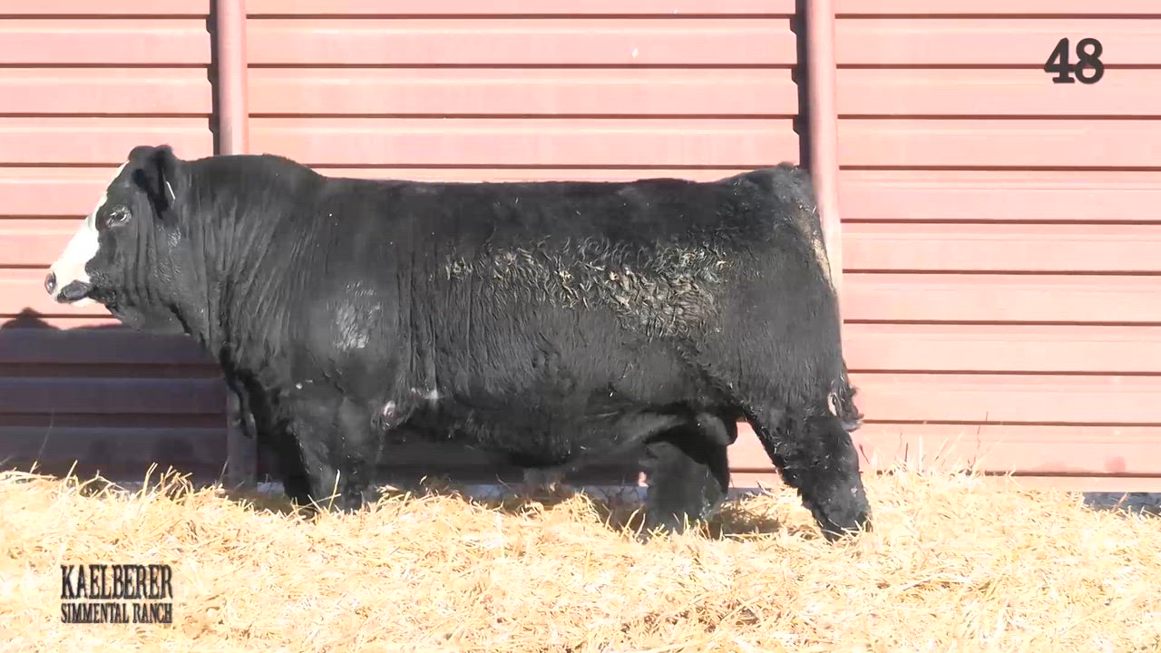Lot 48: Kaelberer Simmentals Ranch - Annual Production Sale | DVAuction