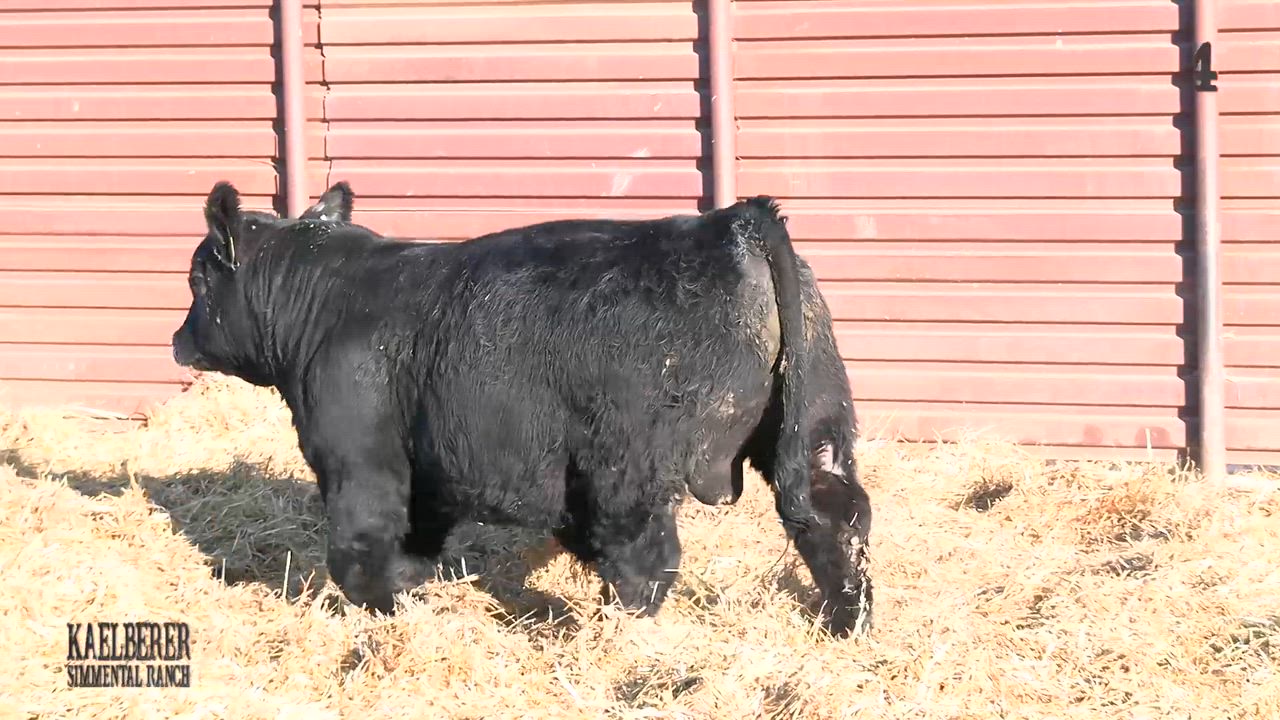 Lot 4: Kaelberer Simmentals Ranch - Annual Production Sale | DVAuction