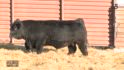 Lot 65: Kaelberer Simmentals Ranch - Annual Production Sale | DVAuction
