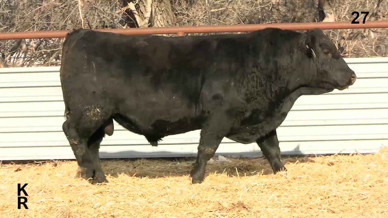 Lot 27: Crosshair Simmentals - Annual Simmental Bull Sale | Crosshair ...