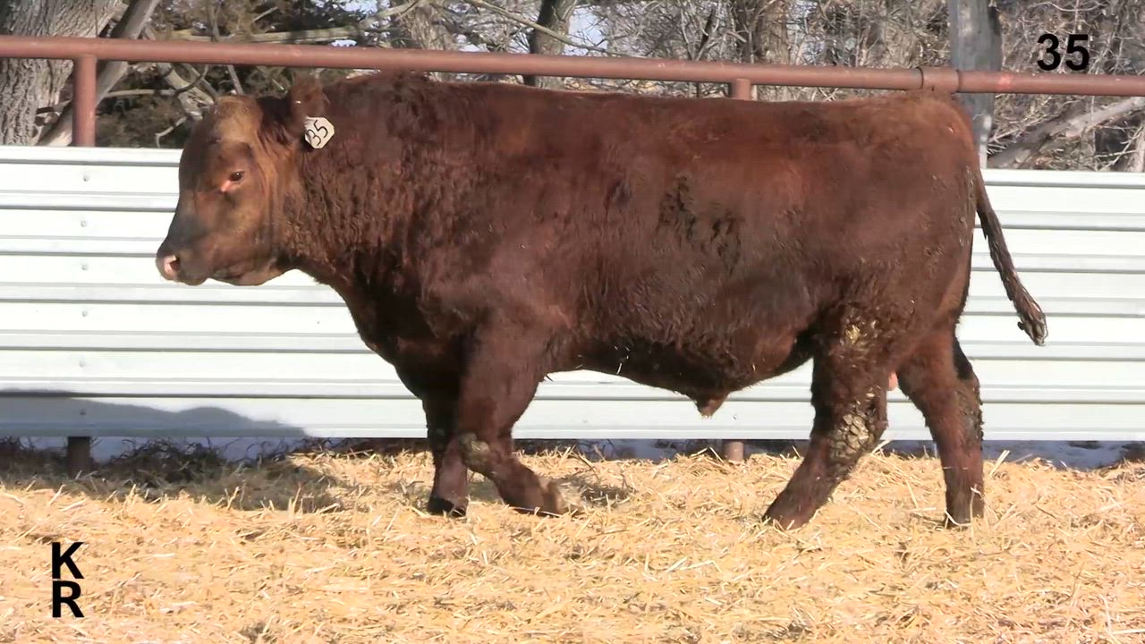Lot 35: Crosshair Simmentals - Annual Simmental Bull Sale | Crosshair ...