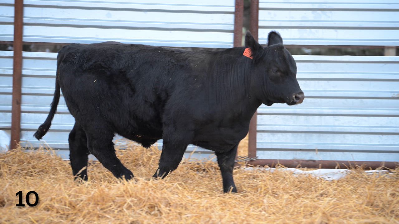 Lot 10 - 798: THK Sim-Angus - Annual Production Sale | THK Sim-Angus
