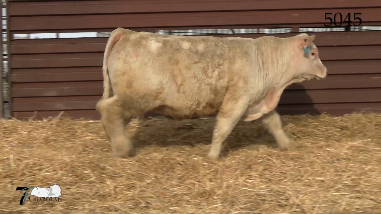 Lot 25: 7F Charolais - Annual Charolais Bull Sale with Guest Consignor ...