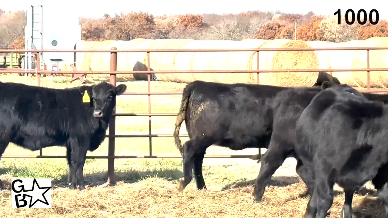 Lot 1000: Restock the Ranch Commercial Female Sale - Hosted by Lolli ...