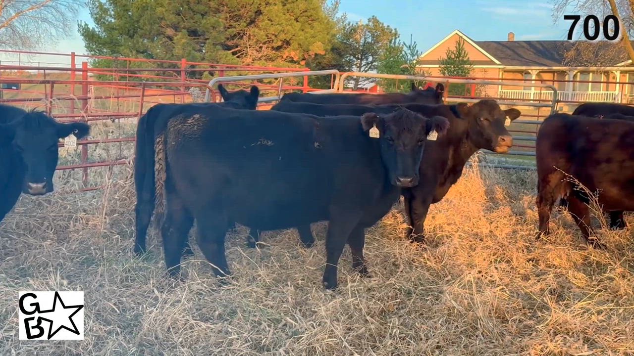 Lot 700-1: Restock the Ranch Commercial Female Sale - Hosted by Lolli ...