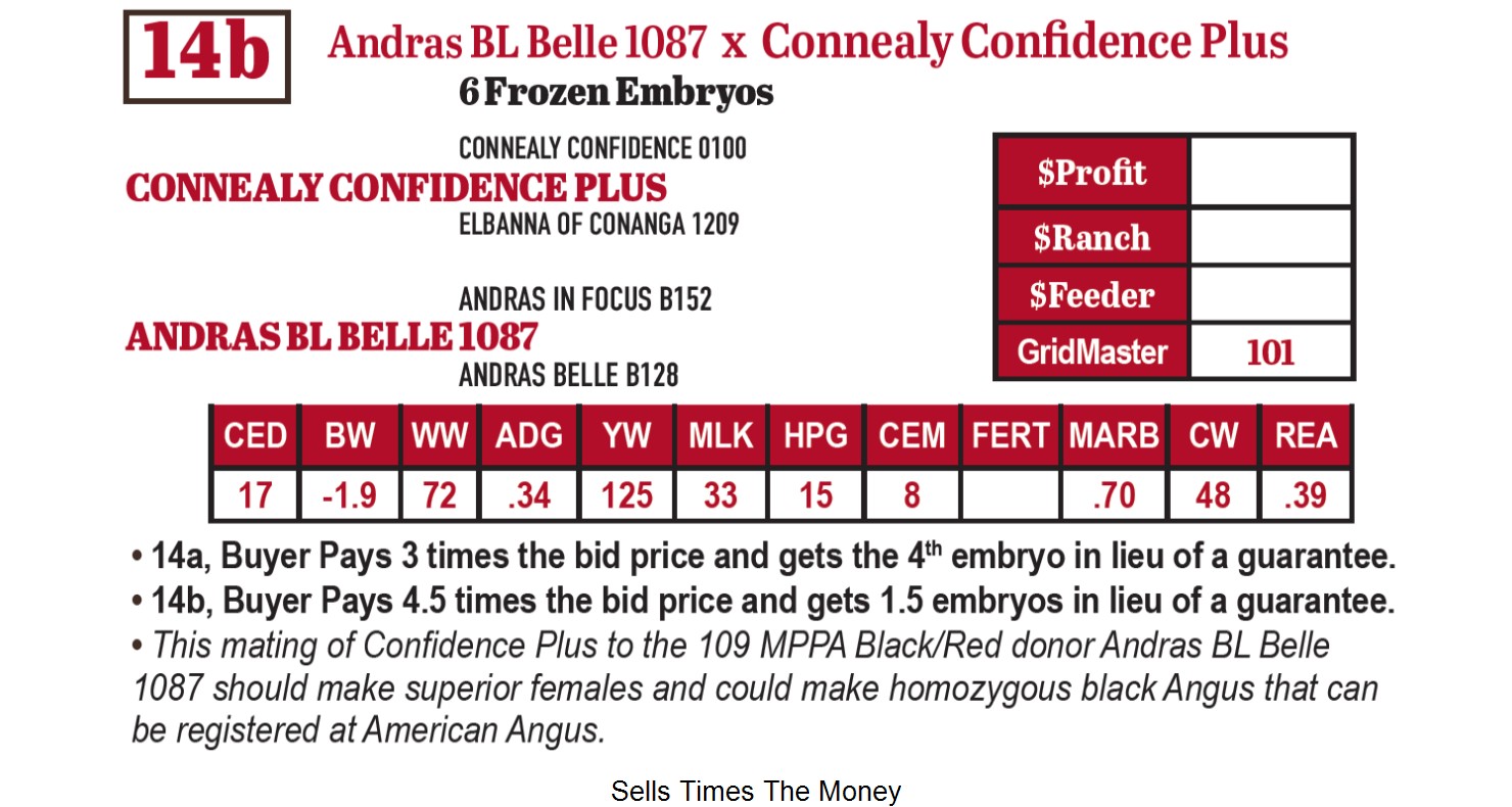 Lot 14b - Andras BL Belle 1087 x Confidence Plus - 6 embryos (Pay 4 x ...