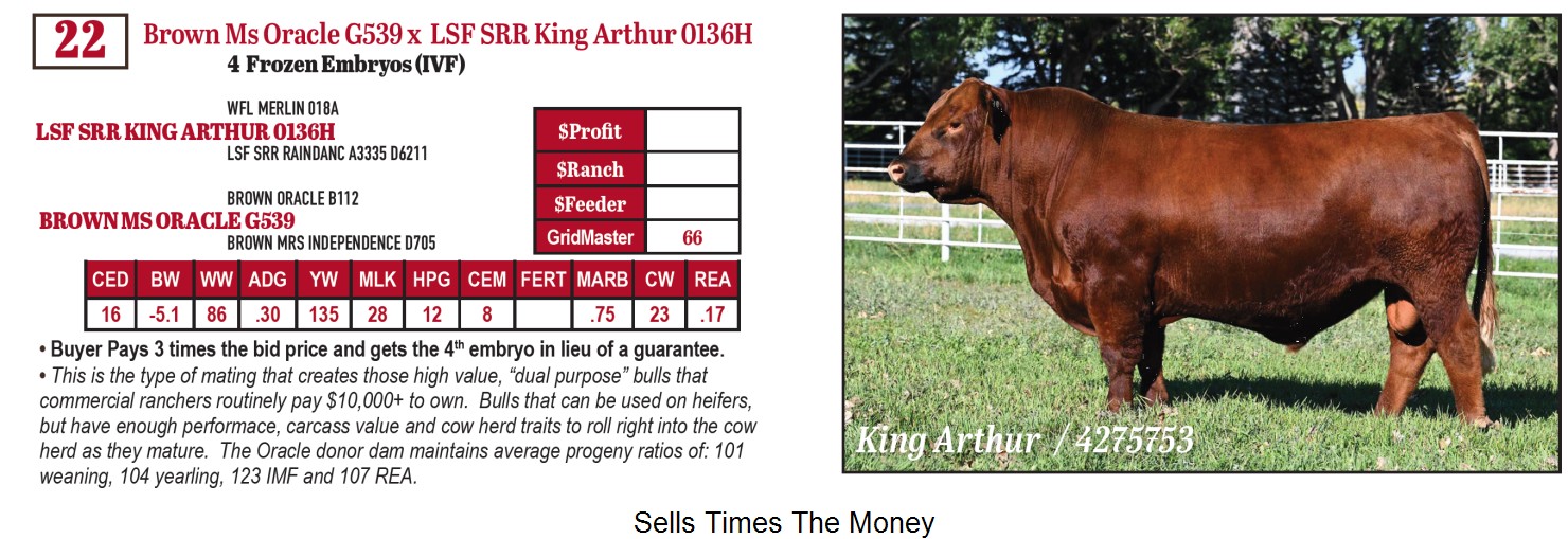 Lot 22 - BROWN MS ORACLE G539 x LSF SRR King Arthur 0136H - 4 embryos ...