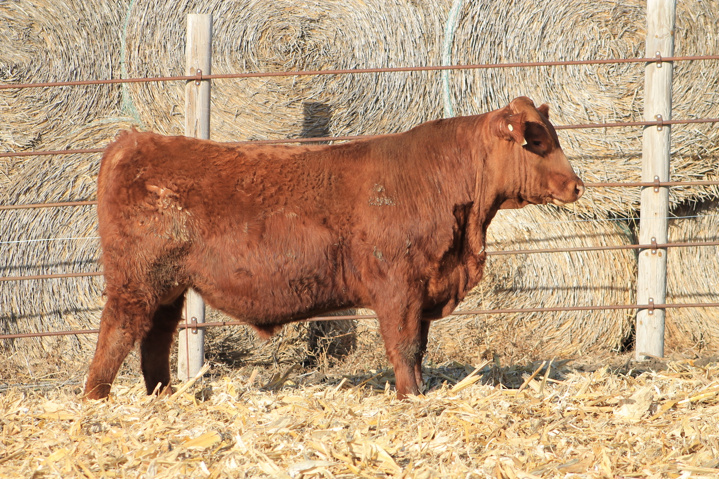 Lot 10 - Haack Up The Limit 534N: Haack Red Angus Bull and Female Sale ...