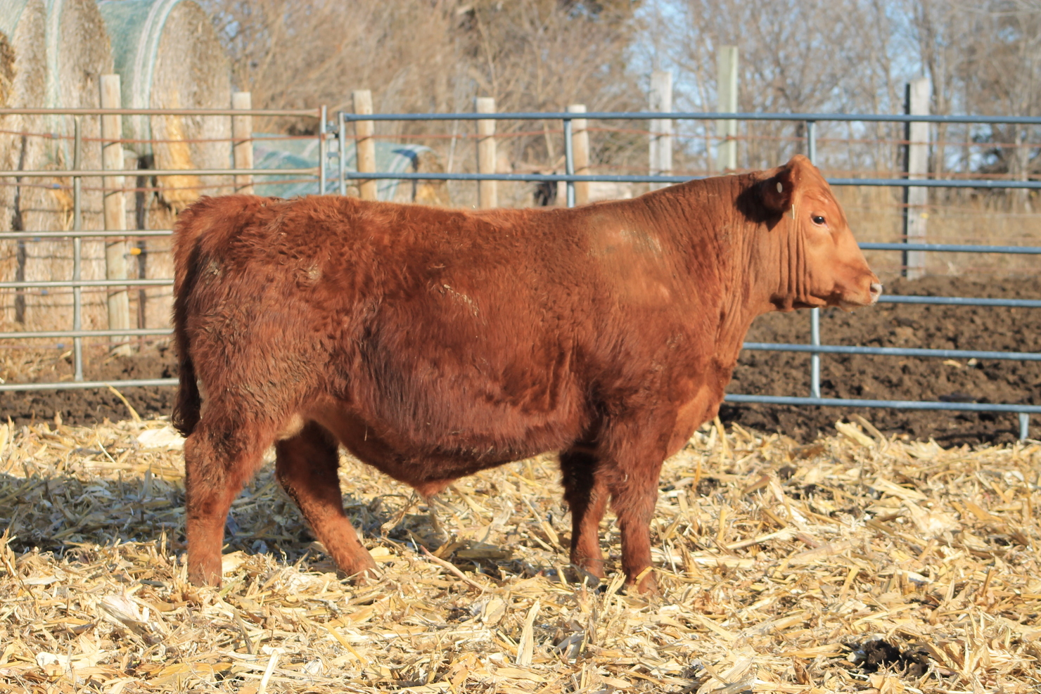 Lot 7 - Haack Up The Limit 528N: Haack Red Angus Bull and Female Sale ...