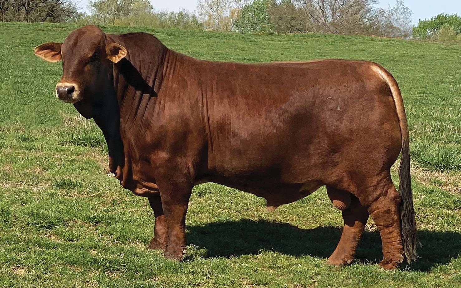 Lot 10 - CONVENTIONAL EMBRYOS: LYSSY 101/816 x COTTAGEF CHECKMATE ...