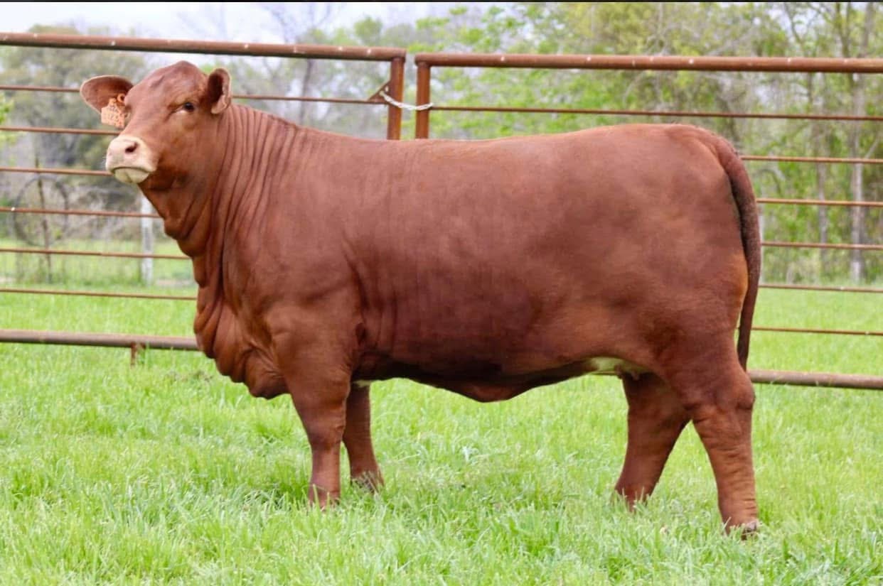Lot 3 - SEXED FEMALE EMBRYOS: WB LBB'S LAST x VFF ENFORCER: Goodwin ...
