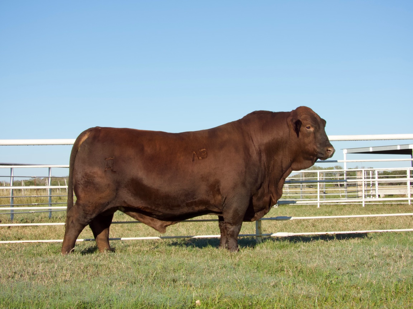 Lot 9 - SEXED FEMALE EMBRYOS: LYSSY 107/904 x LYSSY'S CUSTOM MADE ...