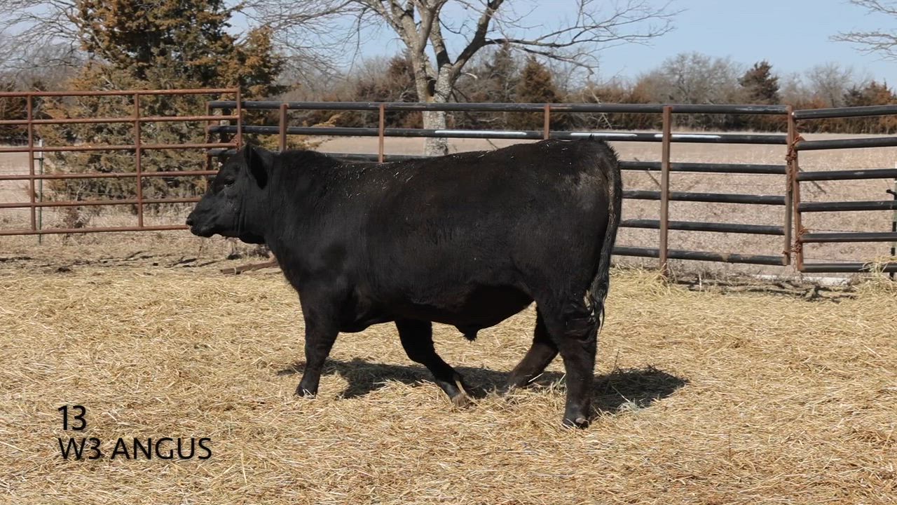 Lot 13 - W3 Peyton 1703 5729: W3 Angus - The Breed Builder Bull Sale ...