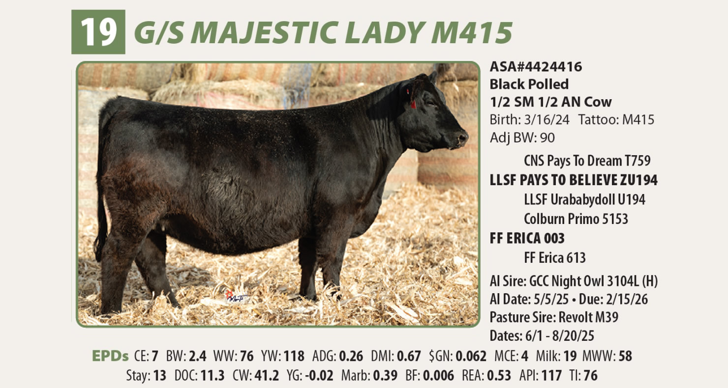 Lot 19 - G/S Majestic Lady M415: Grass Simmentals - Best of the Midwest ...
