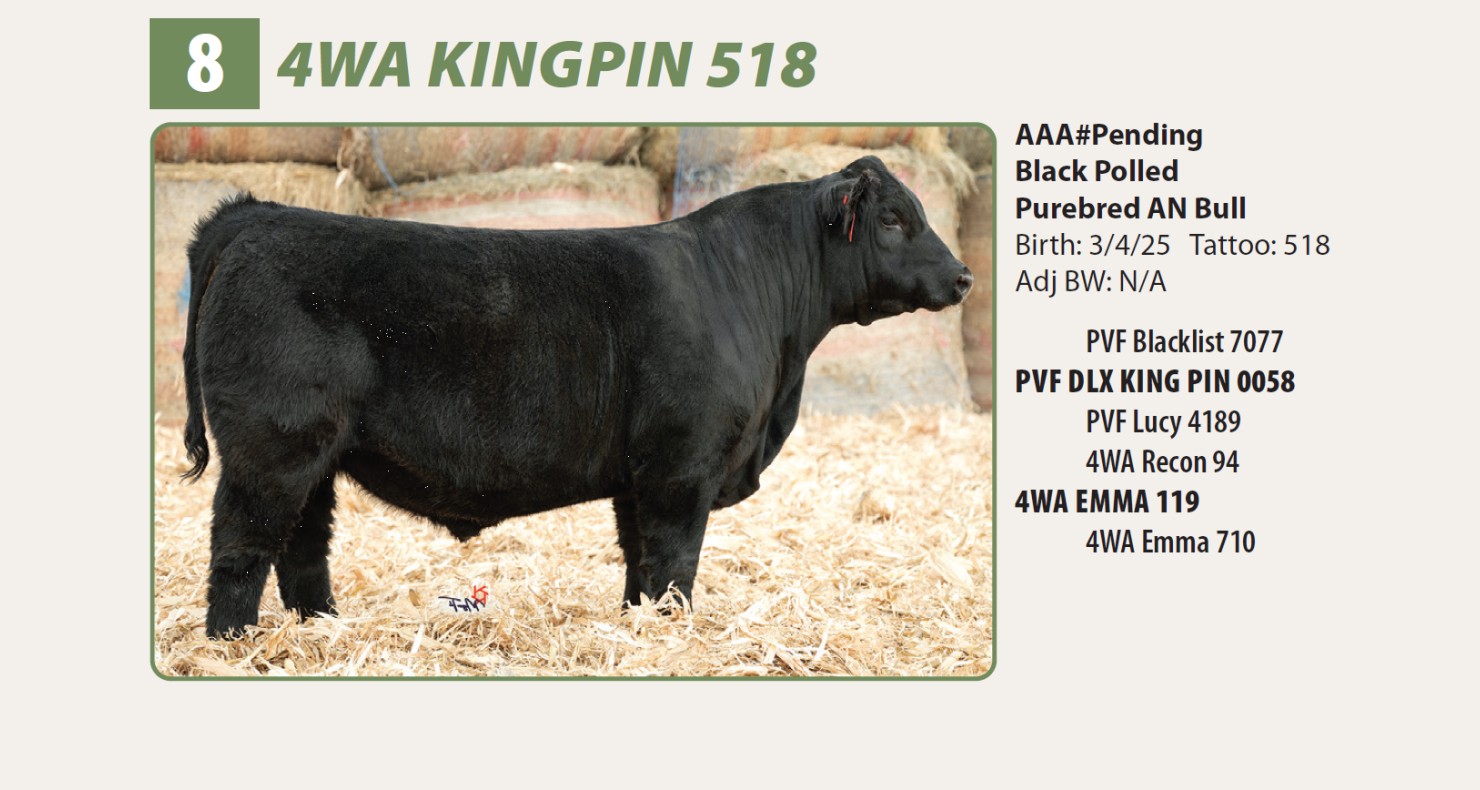 Lot 8 - 4WA Kingpin 518: Grass Simmentals - Best of the Midwest Sale ...