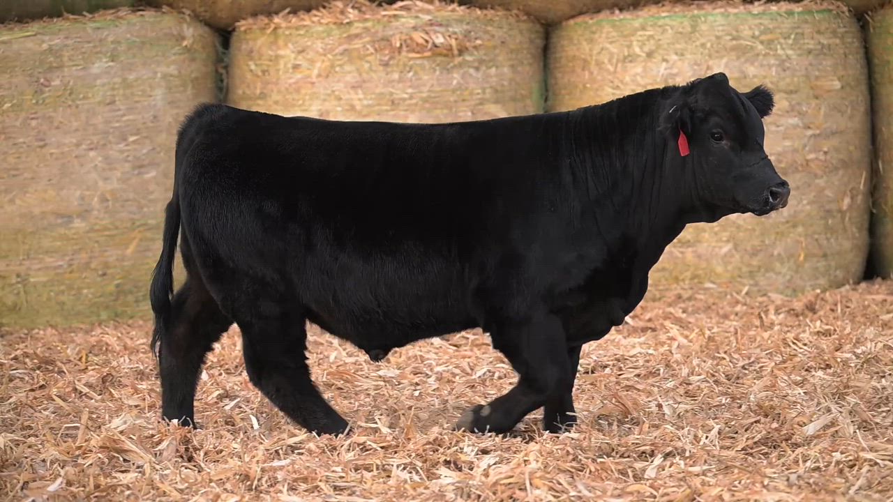Lot 5 - LBSM All In N7: Grass Simmentals - Best of the Midwest Sale ...
