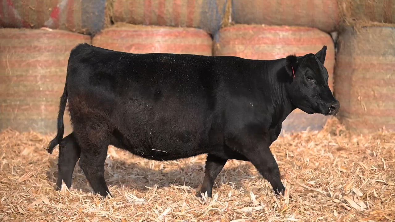 Lot 19 - G/S Majestic Lady M415: Grass Simmentals - Best of the Midwest ...