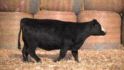 Lot 21 - G/S Monique M416: Grass Simmentals - Best of the Midwest Sale ...