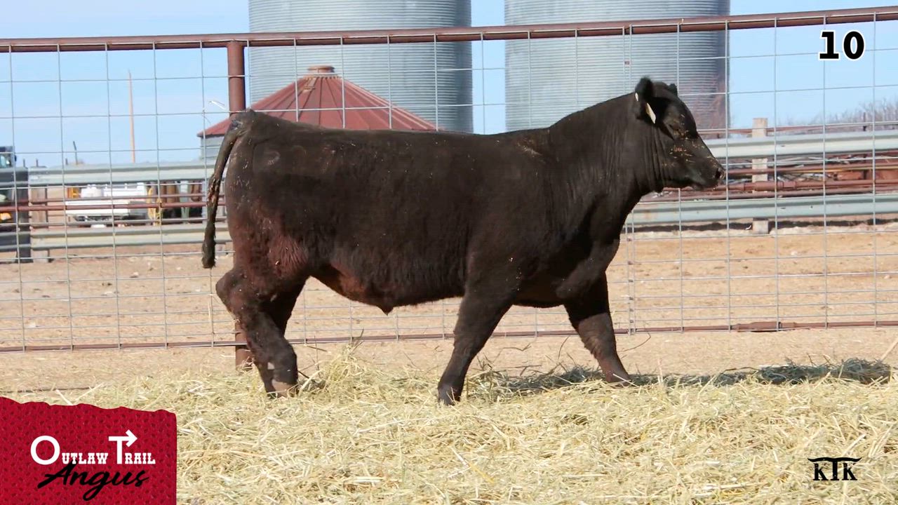 Lot 10 - Outlaw Trail S America 527 AAA 21487601: Outlaw Trail Angus ...