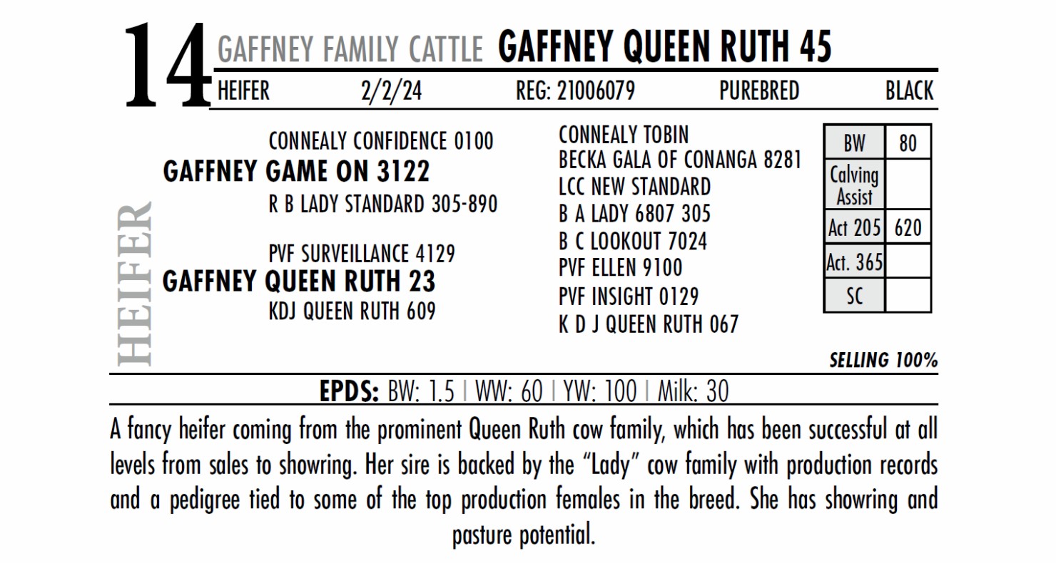 Lot 14: Black Hills Stock Show - Angus Show at 9am MT Followed by Angus ...