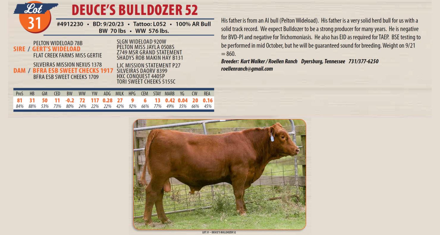 Lot 31: Southeast Red Angus Association - SE Red Angus Autumn ...