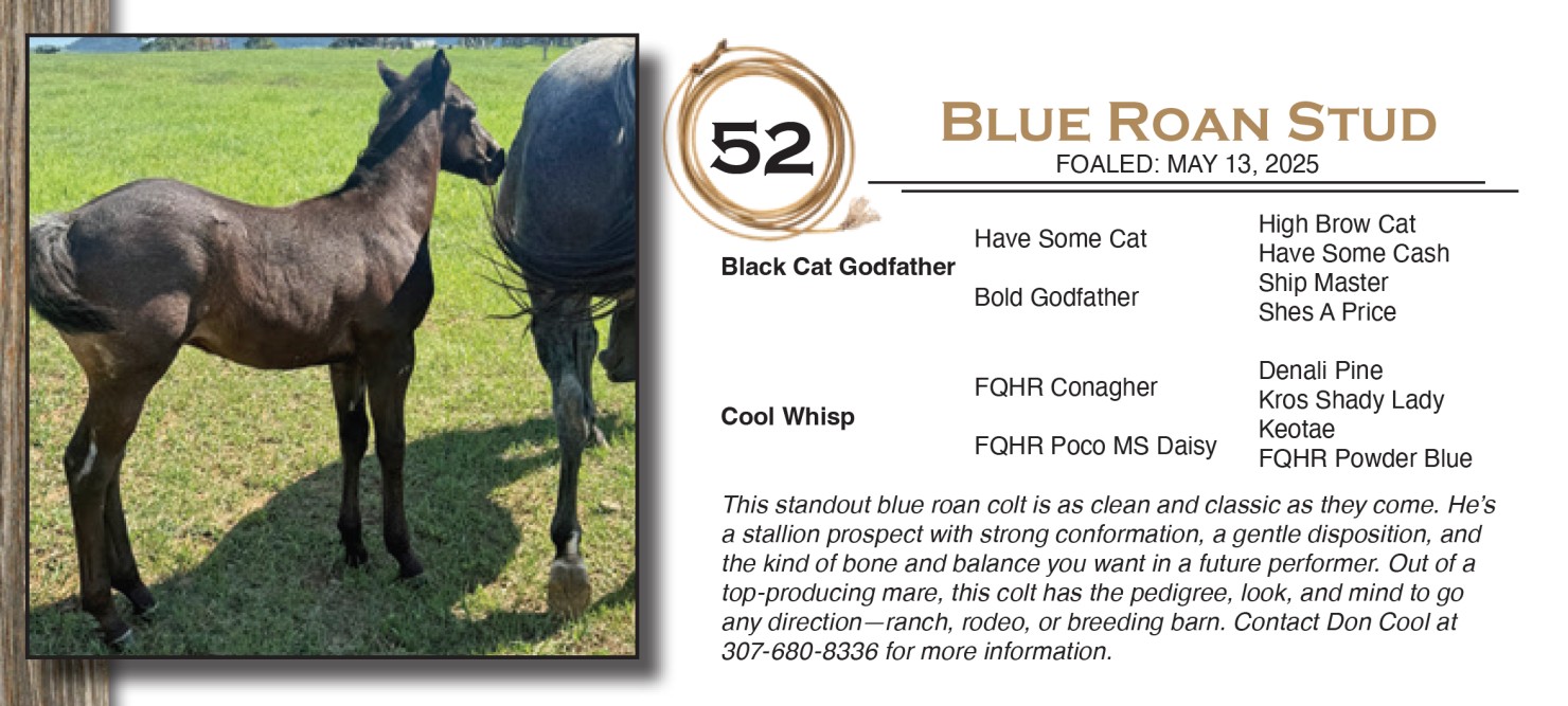 Lot 52: Froelich Ranch - 55th Annual Legacy Quarter Horse Sale | DVAuction