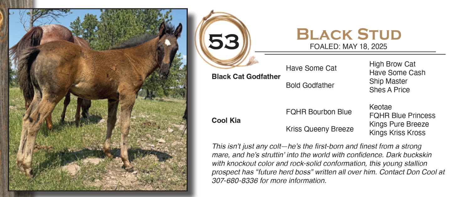 Lot 53: Froelich Ranch - 55th Annual Legacy Quarter Horse Sale | DVAuction