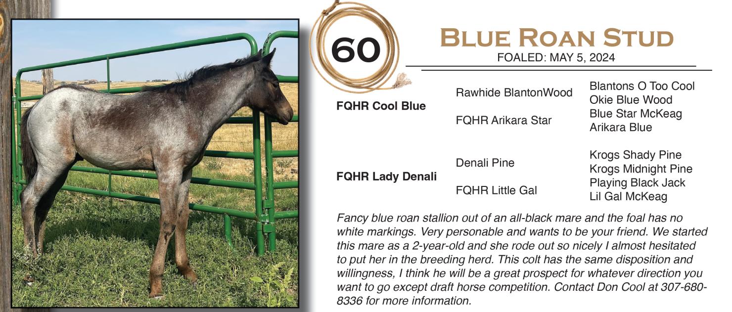 Lot 60: Froelich Ranch - 54th Annual Legacy Quarter Horse Sale | DVAuction