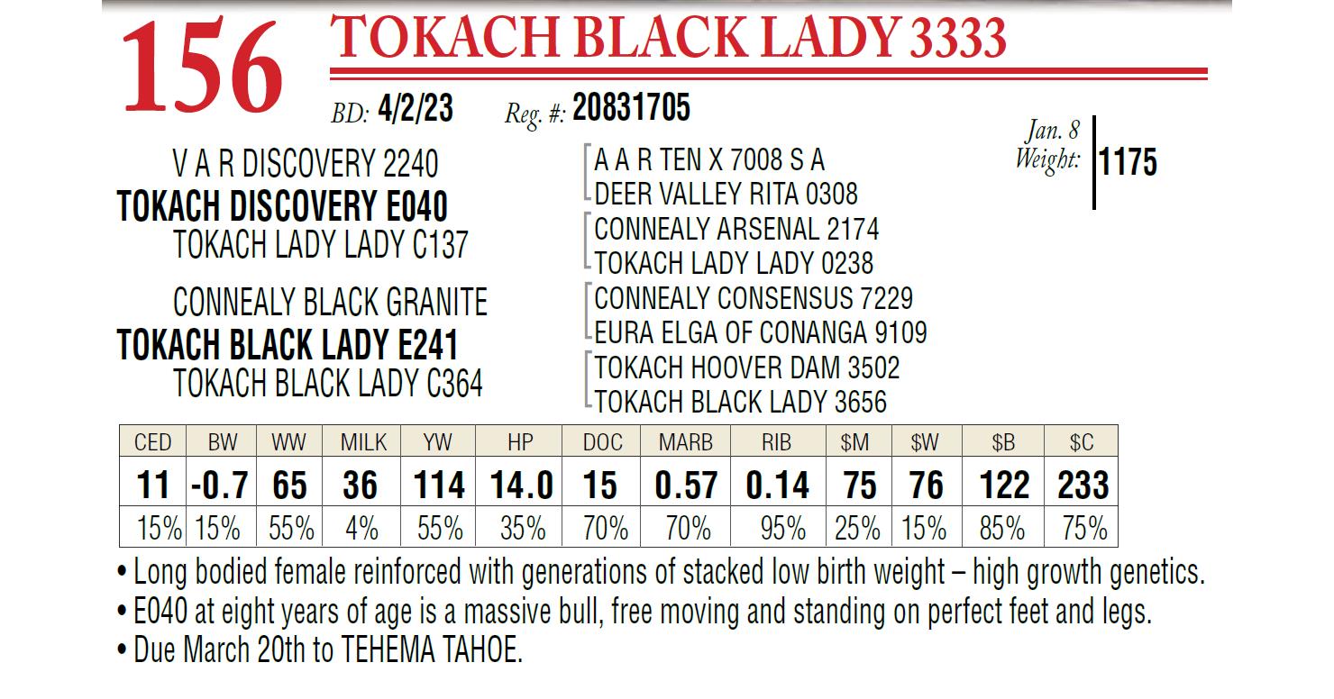 Lot 156: Tokach Angus Ranch - 50th Annual Angus Bull & Female Sale ...