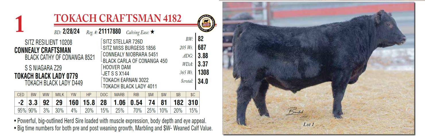 Lot 1: Tokach Angus Ranch - 50th Annual Angus Bull & Female Sale ...