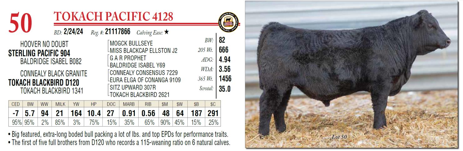 Lot 50: Tokach Angus Ranch - 50th Annual Angus Bull & Female Sale ...