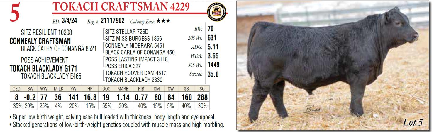 Lot 5: Tokach Angus Ranch - 50th Annual Angus Bull & Female Sale ...