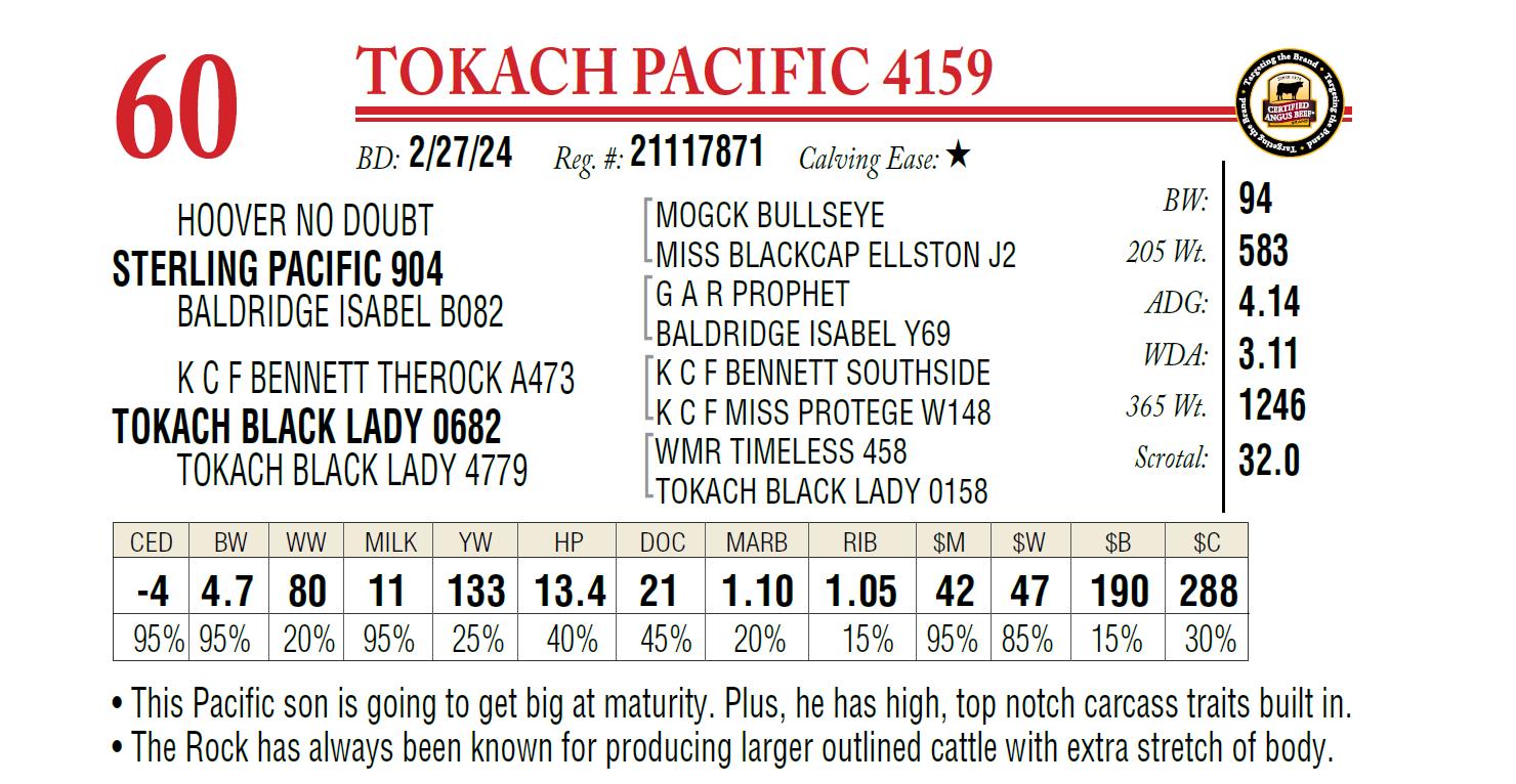 Lot 60: Tokach Angus Ranch - 50th Annual Angus Bull & Female Sale ...