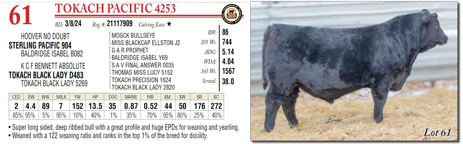 Lot 61: Tokach Angus Ranch - 50th Annual Angus Bull & Female Sale ...