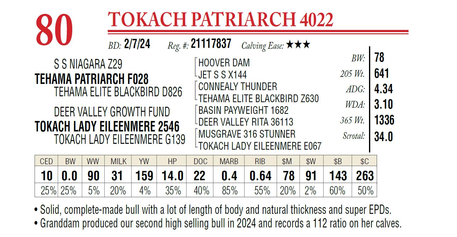 Lot 80: Tokach Angus Ranch - 50th Annual Angus Bull & Female Sale ...