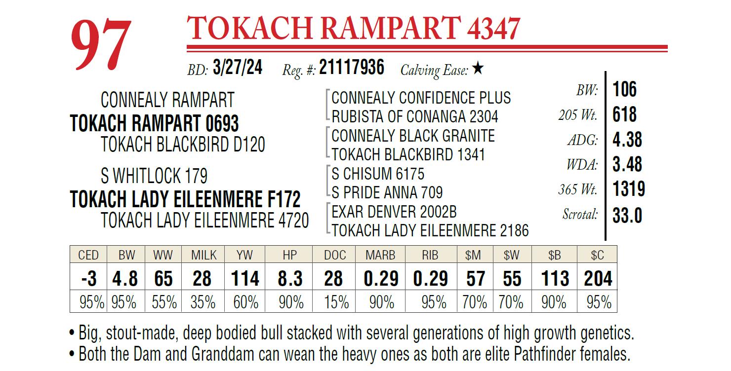 Lot 97: Tokach Angus Ranch - 50th Annual Angus Bull & Female Sale ...