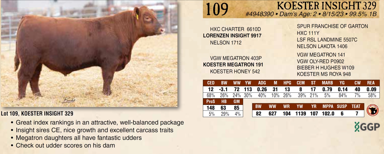 Lot 109: Leland Red Angus Bull Sale | DVAuction