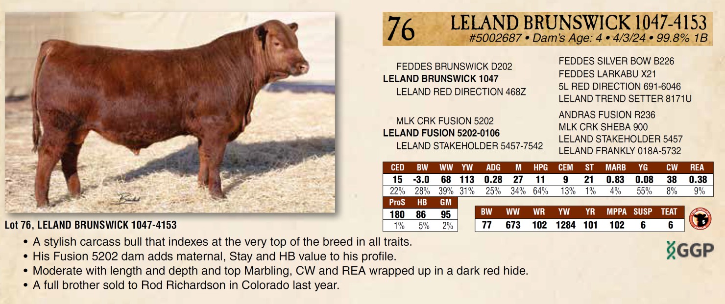 Lot 76: Leland Red Angus Bull Sale | DVAuction