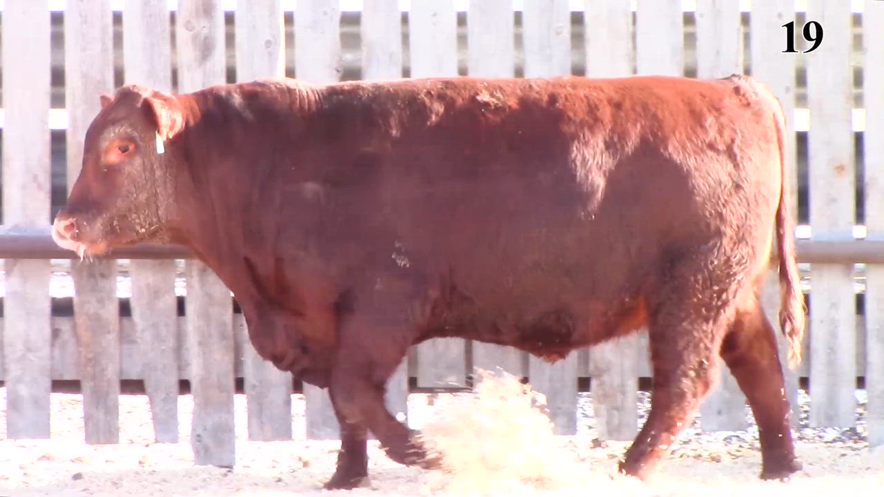 Lot 19: TJS Red Angus - 18th Annual 'Red Truck' Sale | DVAuction