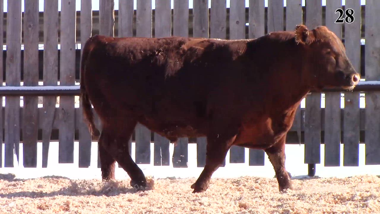 Lot 28: TJS Red Angus - 18th Annual 'Red Truck' Sale | DVAuction