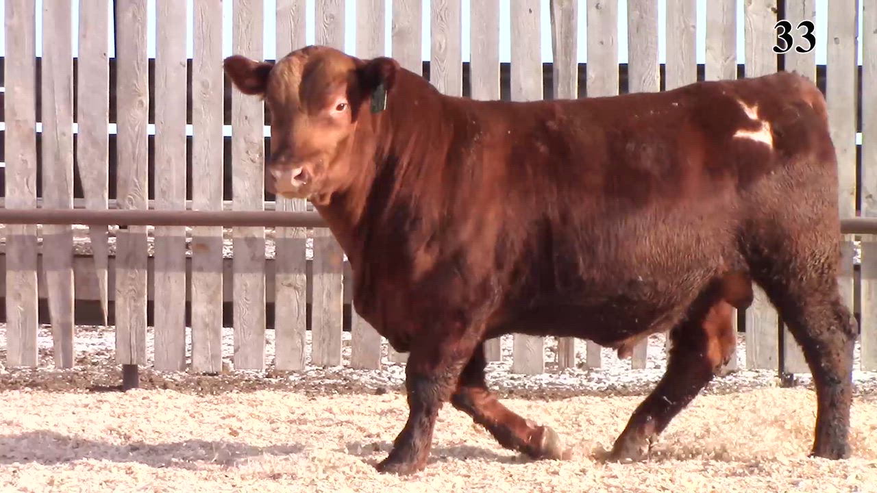 Lot 33: TJS Red Angus - 18th Annual 'Red Truck' Sale | DVAuction