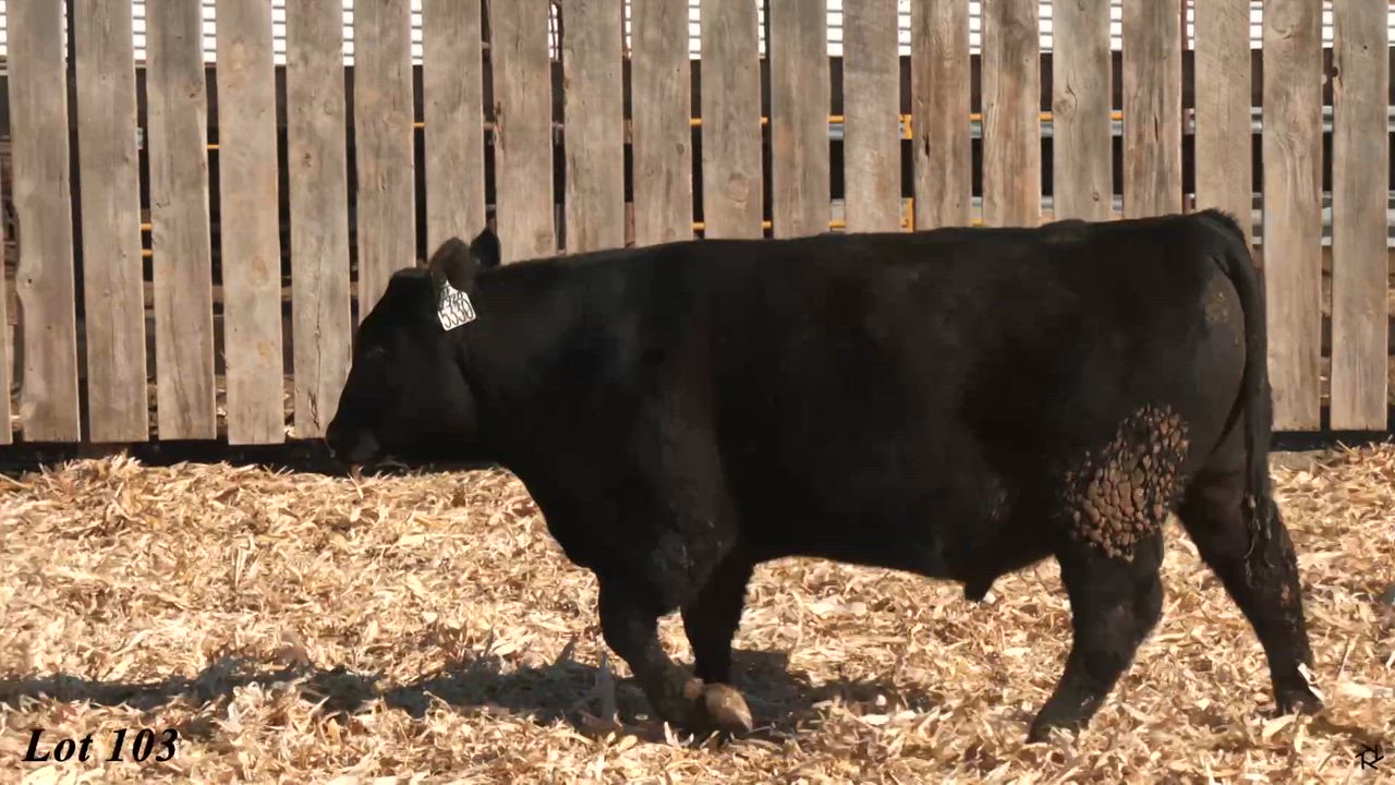 Lot 103: Thomas Ranch - 54th Annual Bull Sale | DVAuction