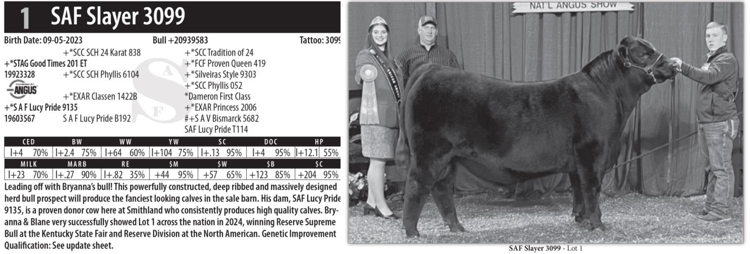 Lot 1: Smithland Angus - Annual Bull Sale | DVAuction
