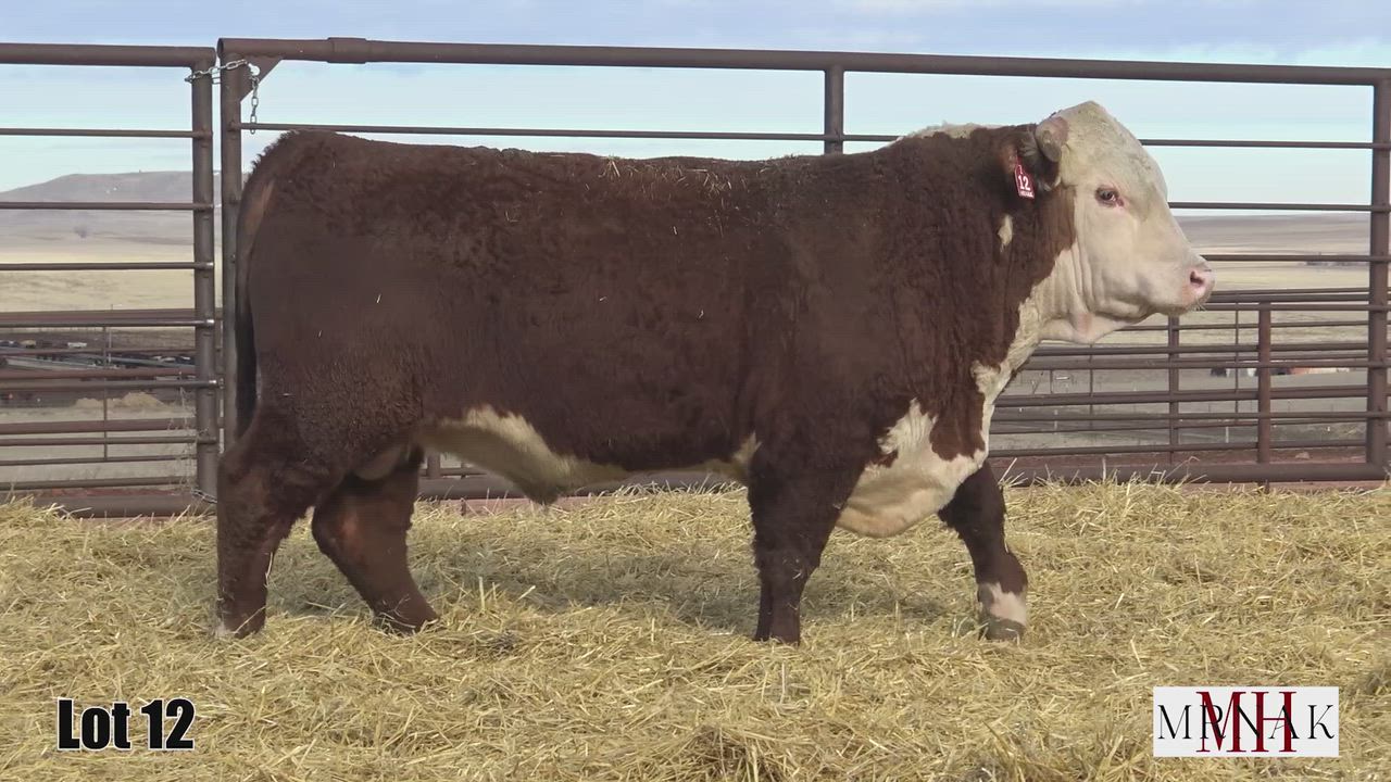 Lot 12: Mrnak Herefords - Annual Production Sale | DVAuction