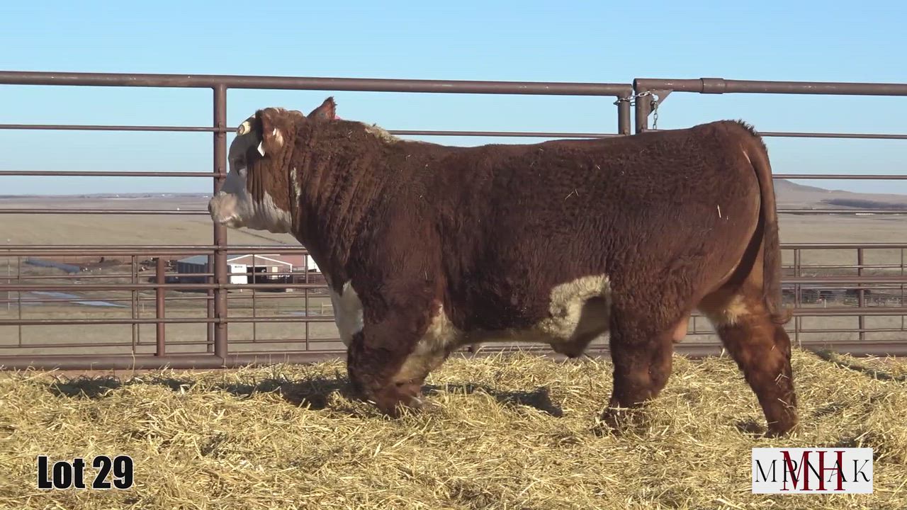 Lot 29: Mrnak Herefords - Annual Production Sale | DVAuction