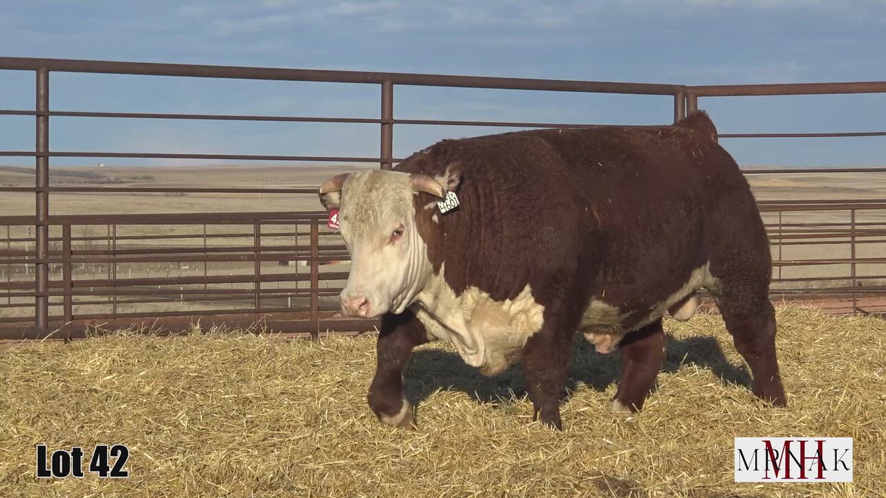 Lot 42: Mrnak Herefords - Annual Production Sale | DVAuction