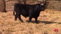 Lot 89: Christensen Simmentals - 53rd Annual Simmental Bull Sale Online ...