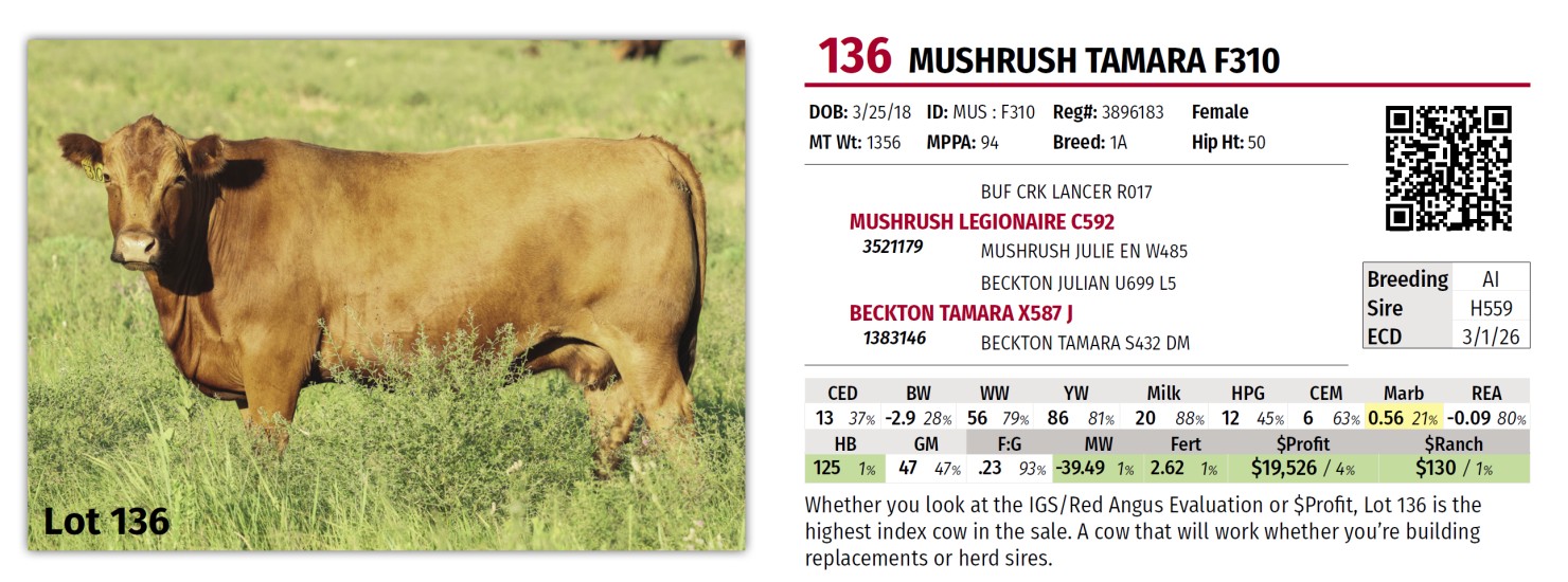 Lot 136: Mushrush Red Angus - Fall Sale | DVAuction