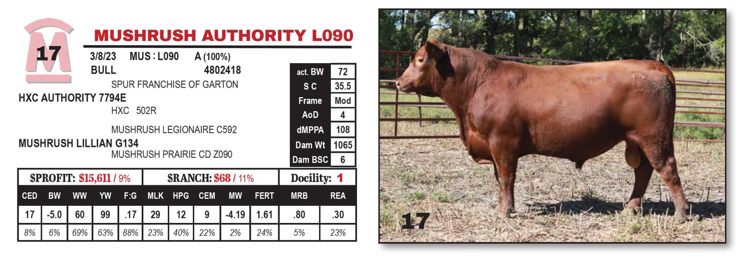 Lot 17 - MUSHRUSH AUTHORITY L090: Mushrush Red Angus - Online Sale ...
