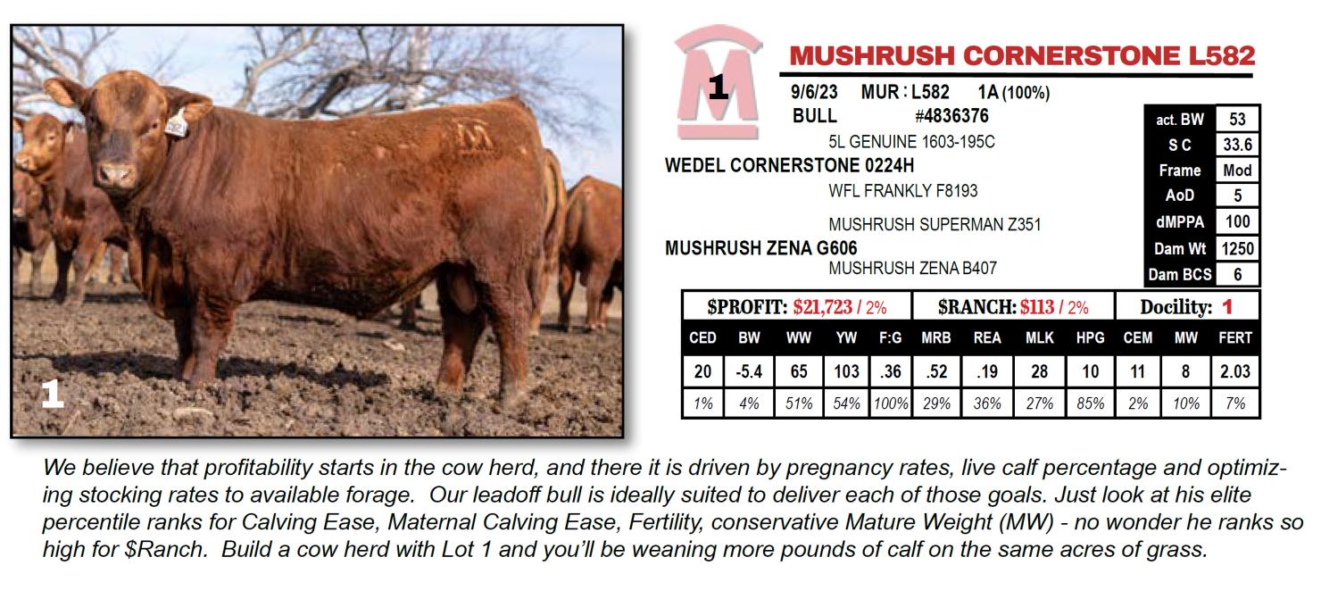 Lot 1: Mushrush Red Angus - Annual Production Sale | DVAuction